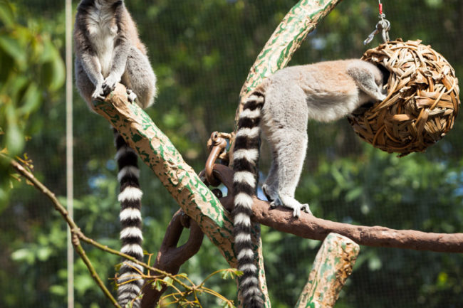 Rainforest Entry Lemur Exhibit - Urban Initiatives
